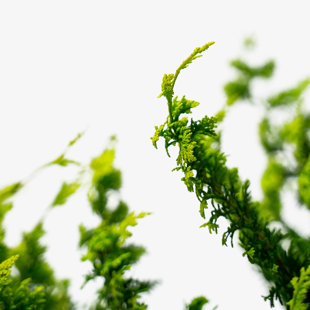 Fernspray Gold Hinoki Cypress Trees For Sale | The Tree Center