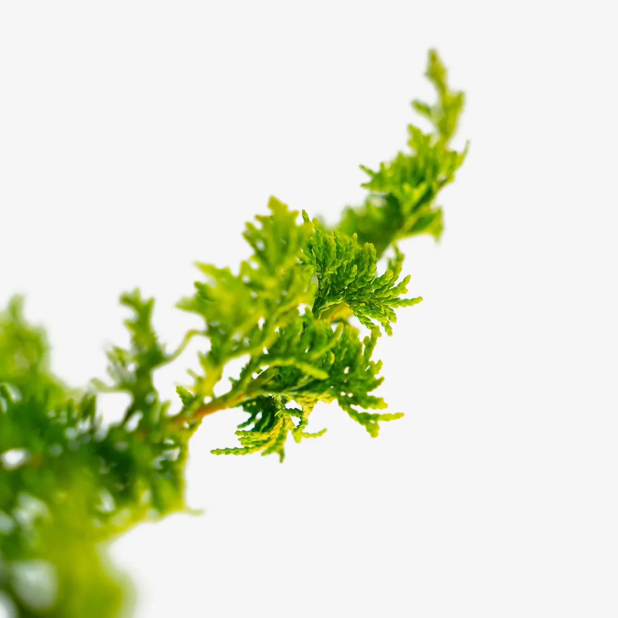 Fernspray Gold Hinoki Cypress Trees For Sale | The Tree Center