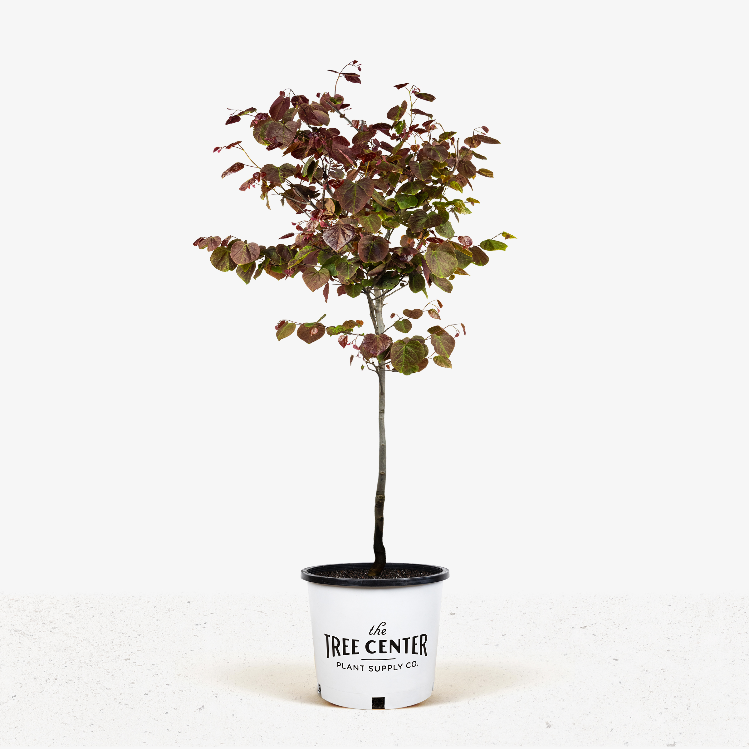 Forest Pansy Redbud Trees For Sale | The Tree Center