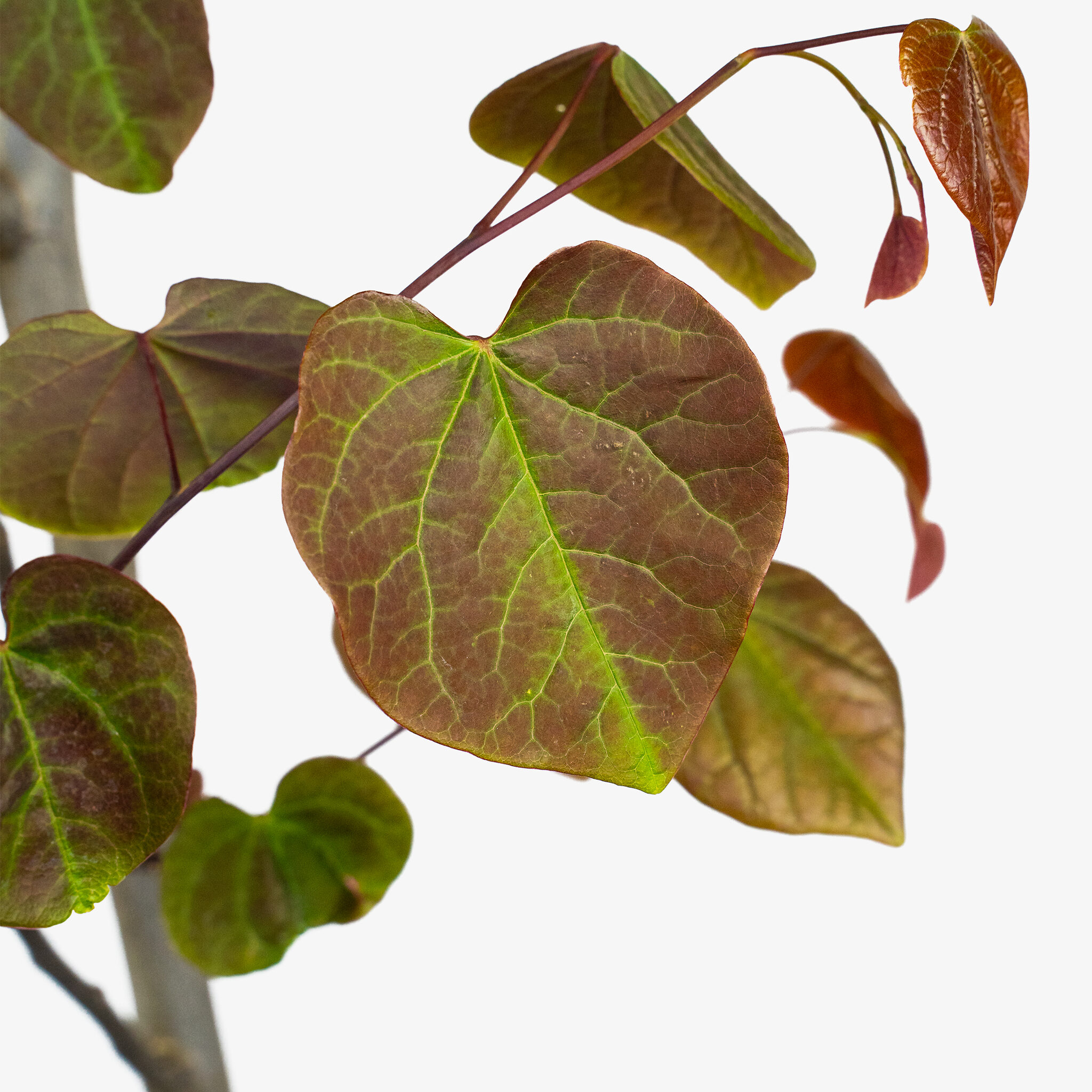 Forest Pansy Redbud Trees For Sale | The Tree Center