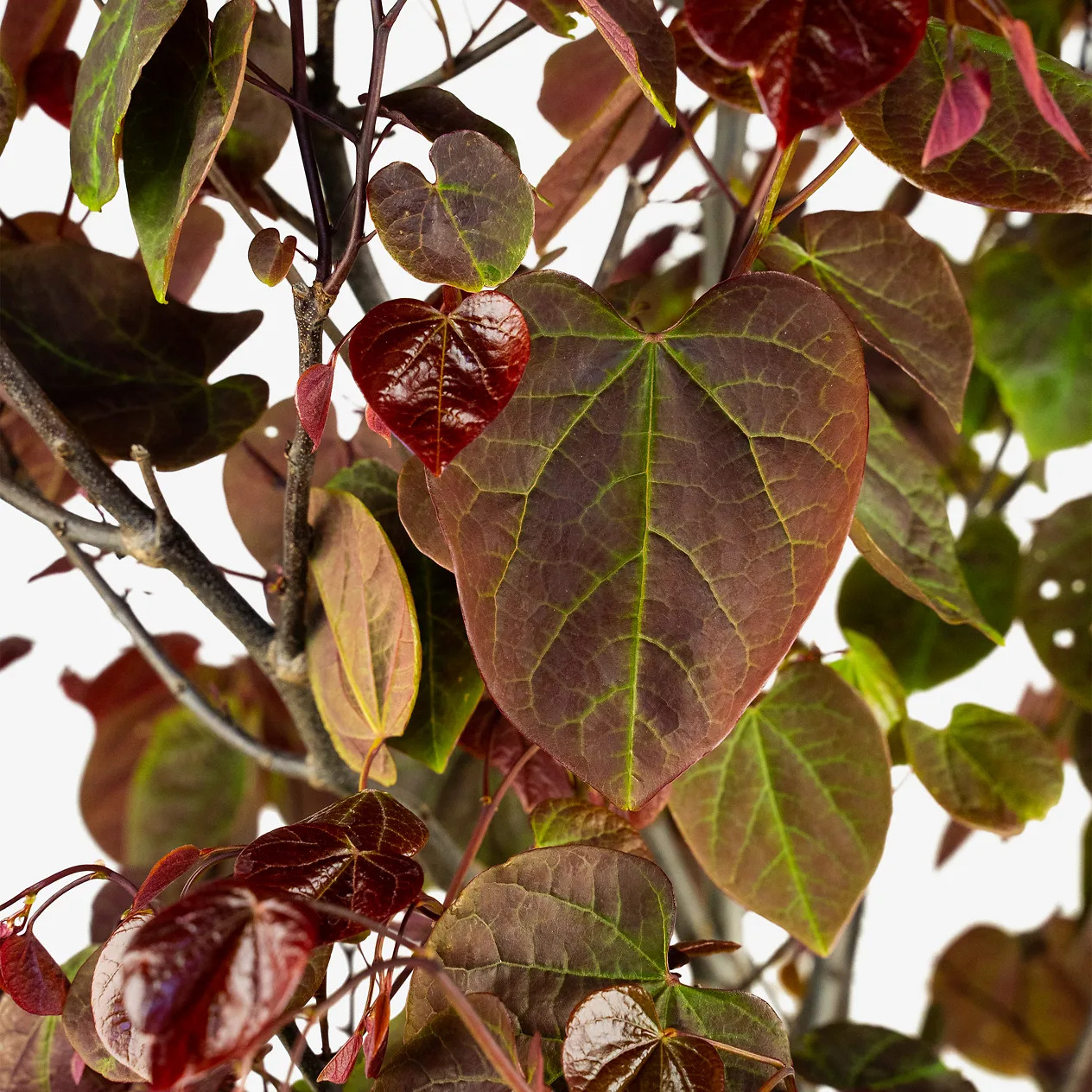 Forest Pansy Redbud Trees For Sale | The Tree Center