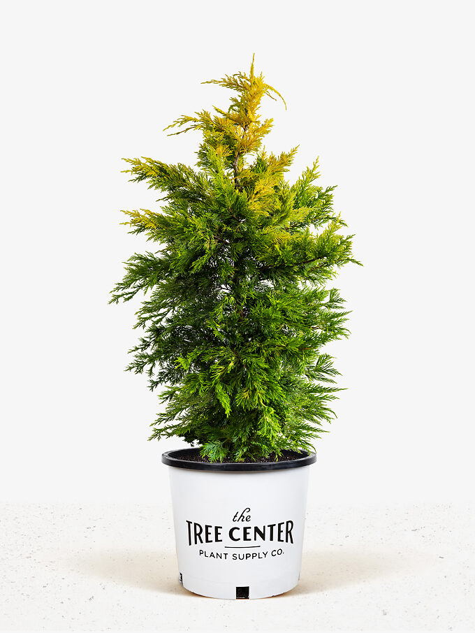 Gold Mop Cypress Bush For Sale Online | The Tree Center