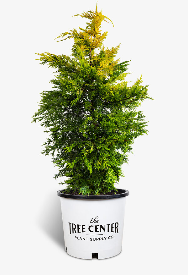 Gold Rider Leyland Cypress Trees For Sale | The Tree Center