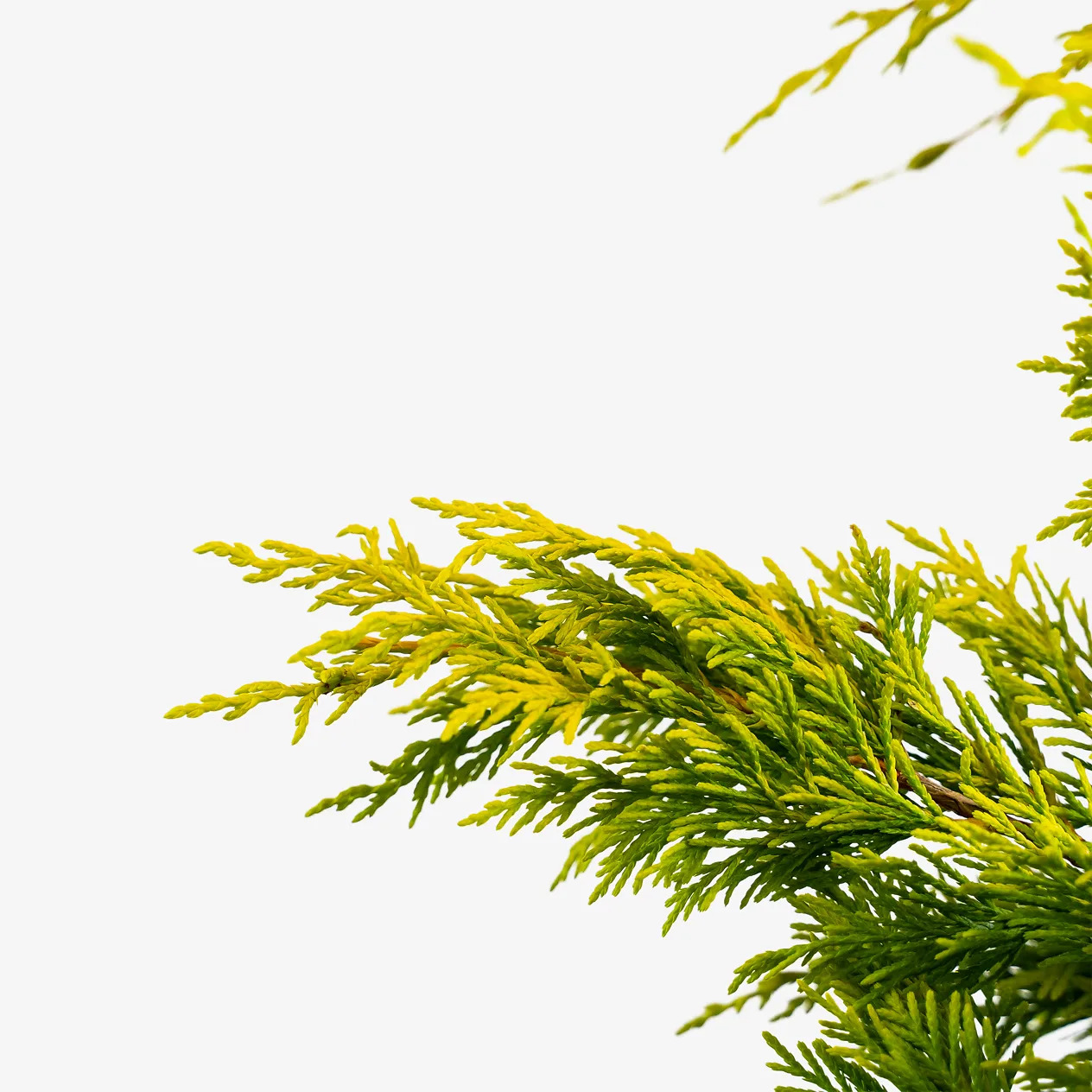 Gold Rider Leyland Cypress Trees For Sale | The Tree Center