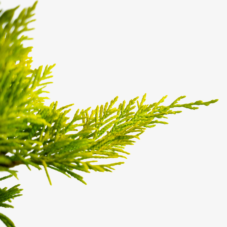 Gold Rider Leyland Cypress Trees For Sale | The Tree Center