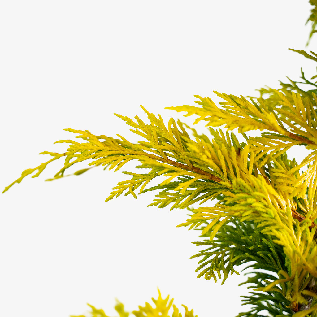 Gold Rider Leyland Cypress Trees For Sale | The Tree Center
