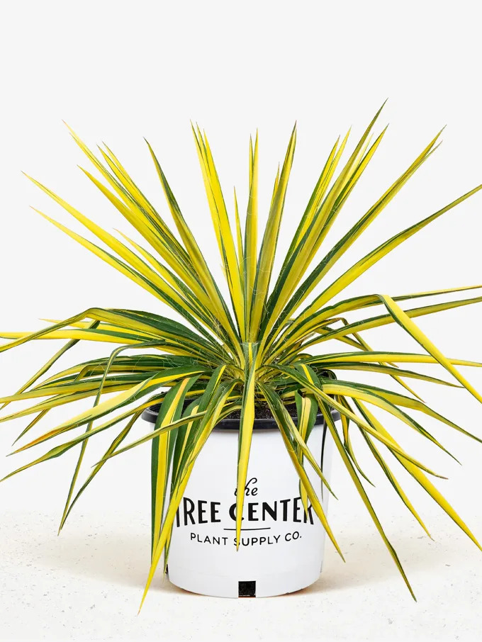 Yucca Plants For Sale Online | The Tree Center