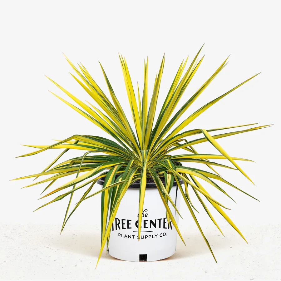 Golden Sword Yucca Plants For Sale Online | The Tree Center