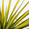 Golden Sword Yucca Plants For Sale Online | The Tree Center
