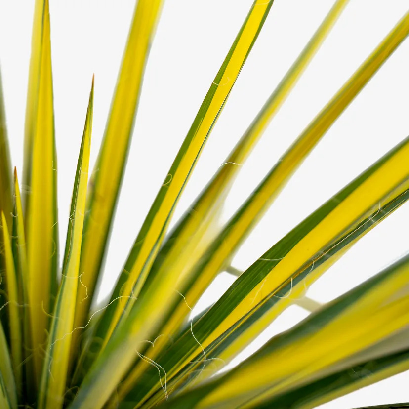 Golden Sword Yucca Plants For Sale Online | The Tree Center