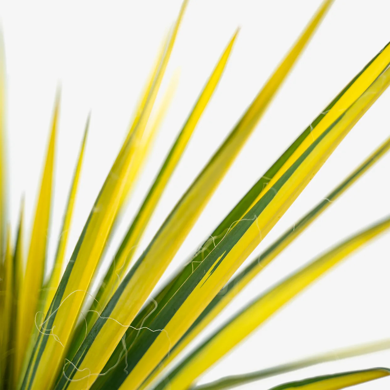 Golden Sword Yucca Plants For Sale Online | The Tree Center