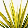 Golden Sword Yucca Plants For Sale Online | The Tree Center