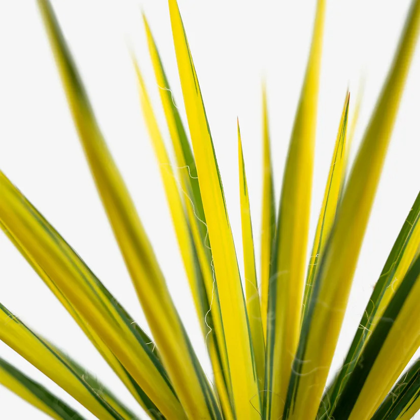 Golden Sword Yucca Plants For Sale Online | The Tree Center