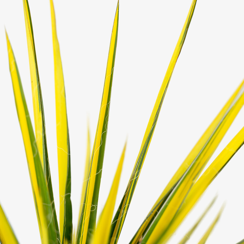 Golden Sword Yucca Plants For Sale Online | The Tree Center