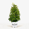 Greenleaf Holly Shrubs For Sale | The Tree Center