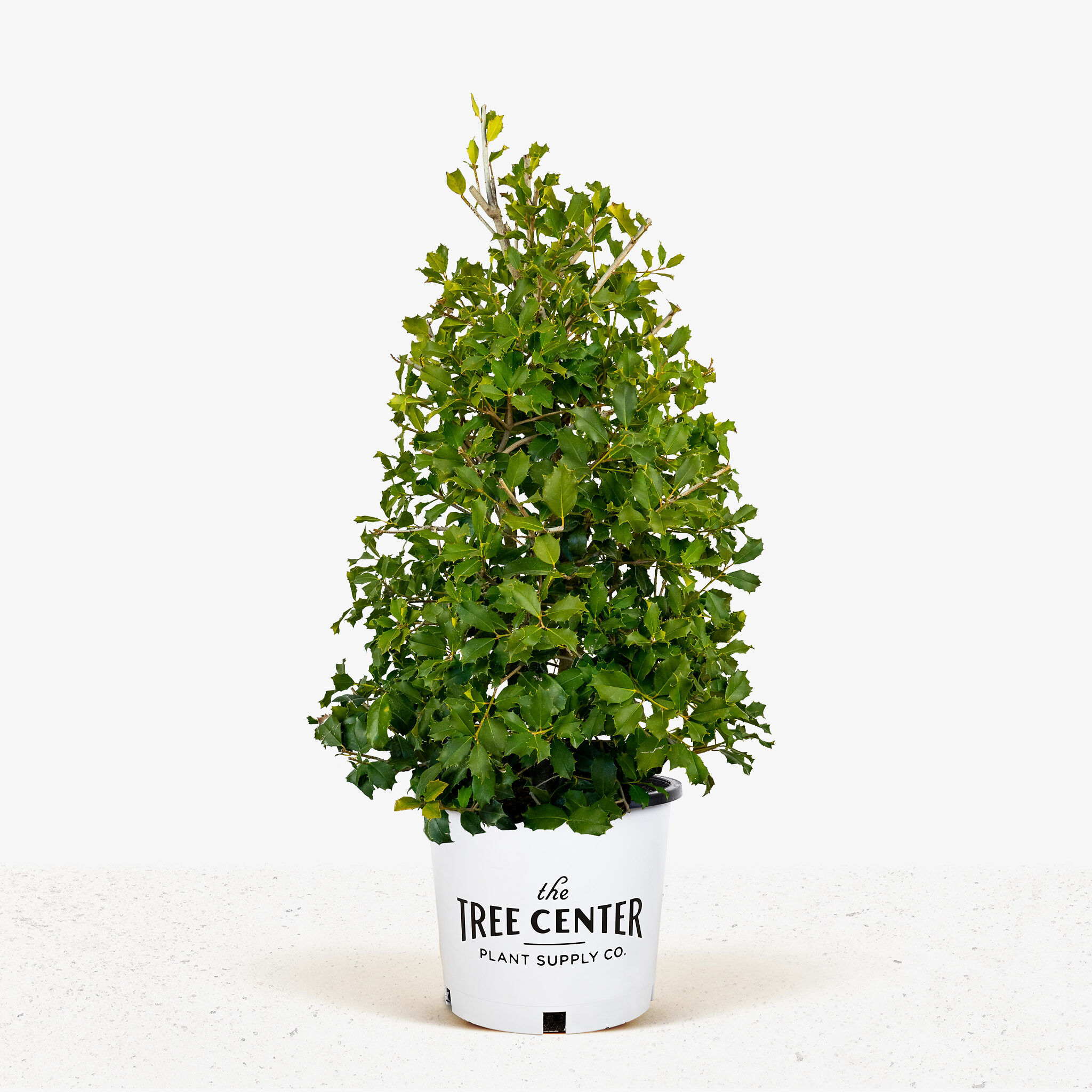 Greenleaf Holly Shrubs For Sale | The Tree Center