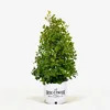 Greenleaf Holly Shrubs For Sale | The Tree Center