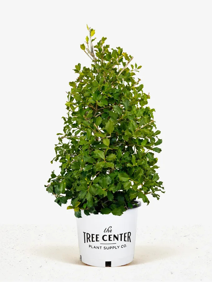 Holly Bushes & Trees For Sale Online | The Tree Center