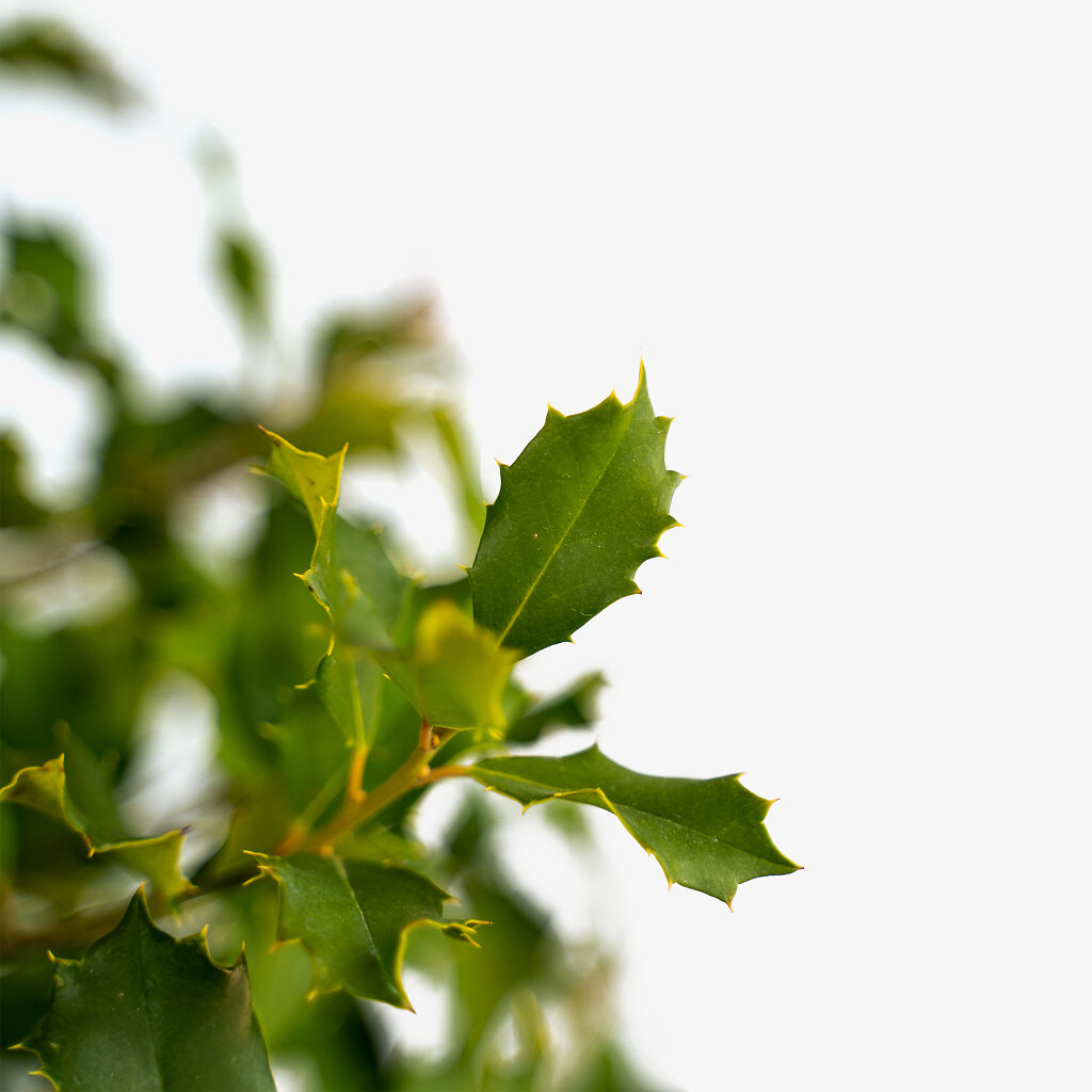 Greenleaf Holly Shrubs For Sale | The Tree Center