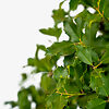 Greenleaf Holly Shrubs For Sale | The Tree Center