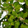Greenleaf Holly Shrubs For Sale | The Tree Center