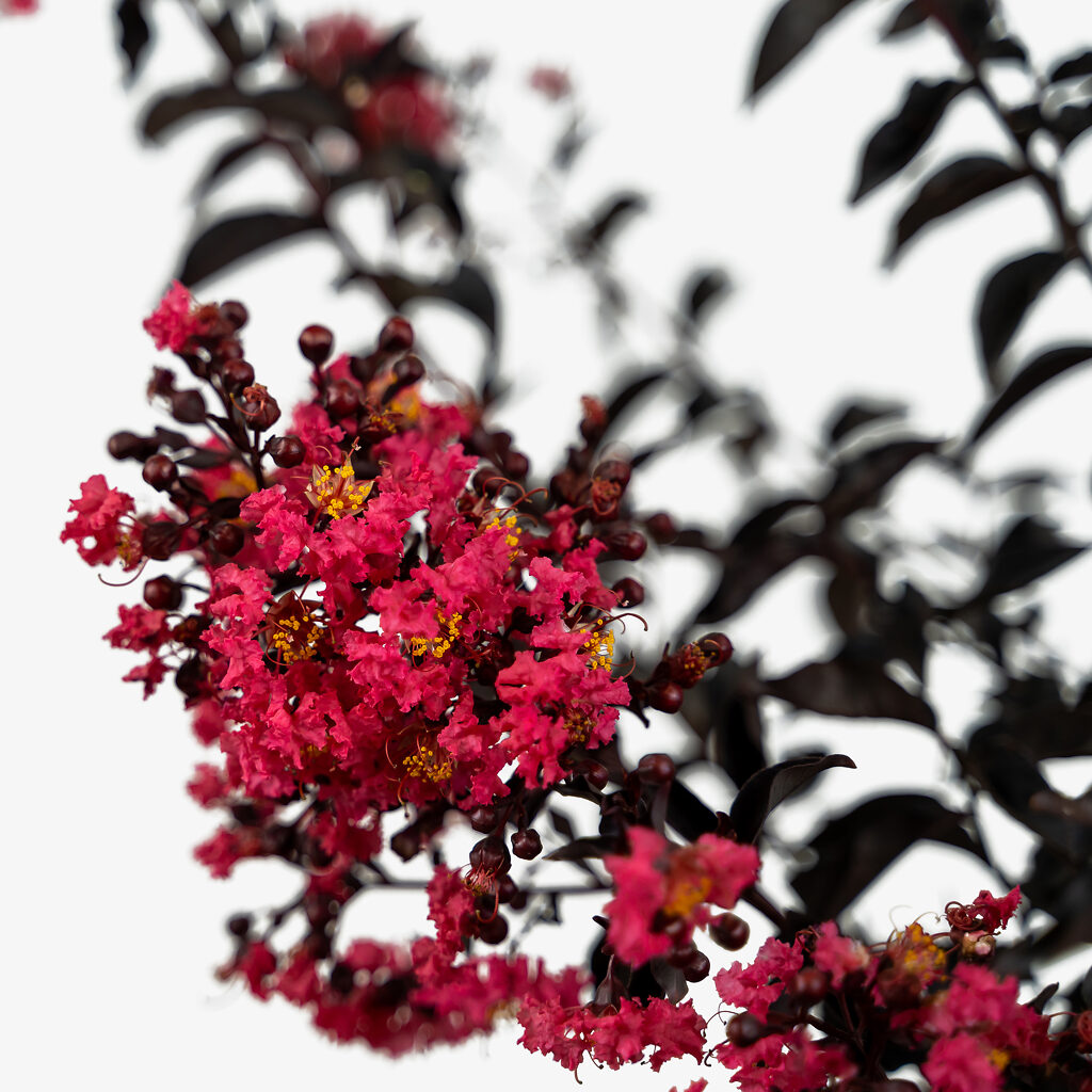 Midnight Magic Crape Myrtles For Sale | The Tree Center