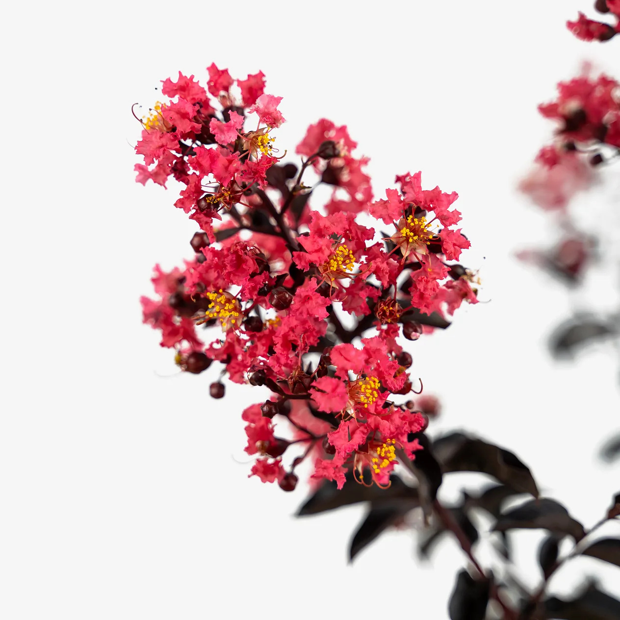 Midnight Magic Crape Myrtles For Sale | The Tree Center