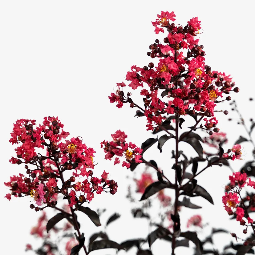 Midnight Magic Crape Myrtles For Sale | The Tree Center