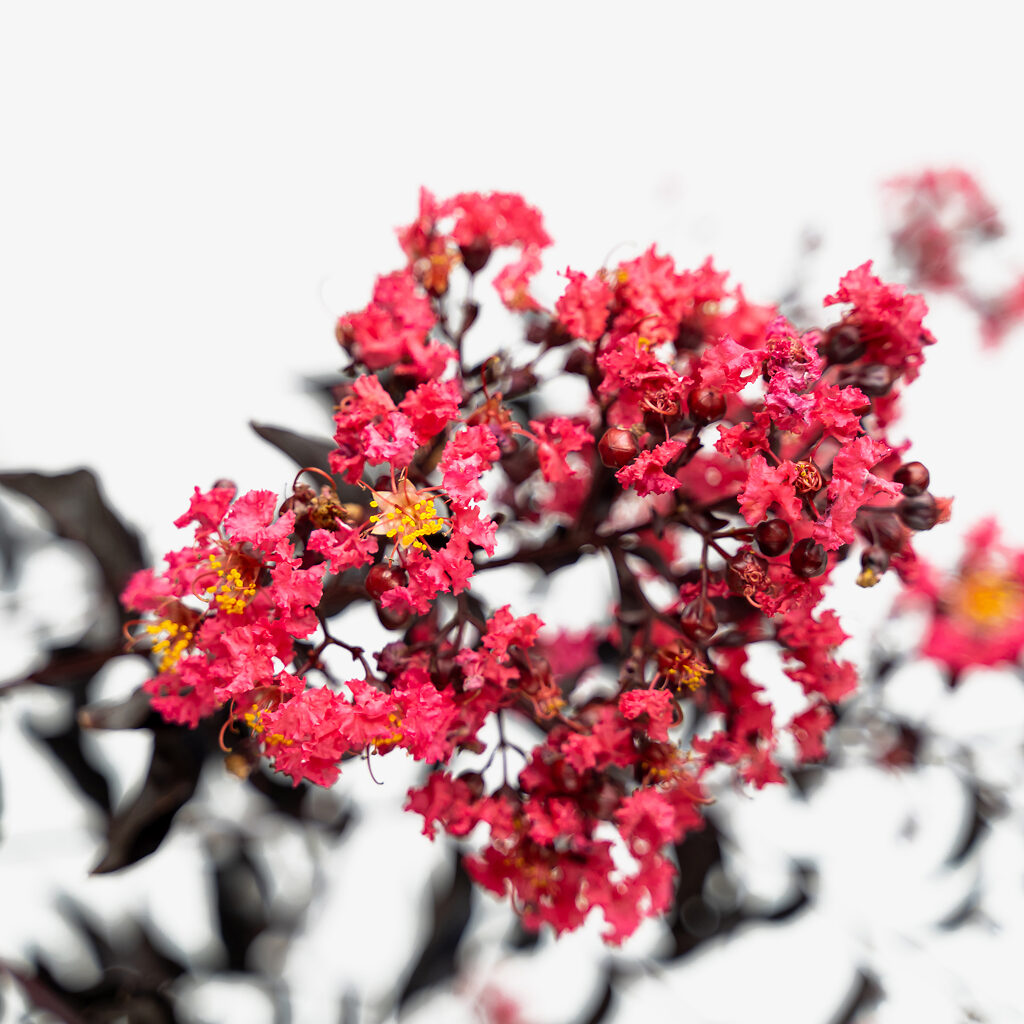 Midnight Magic Crape Myrtles For Sale | The Tree Center