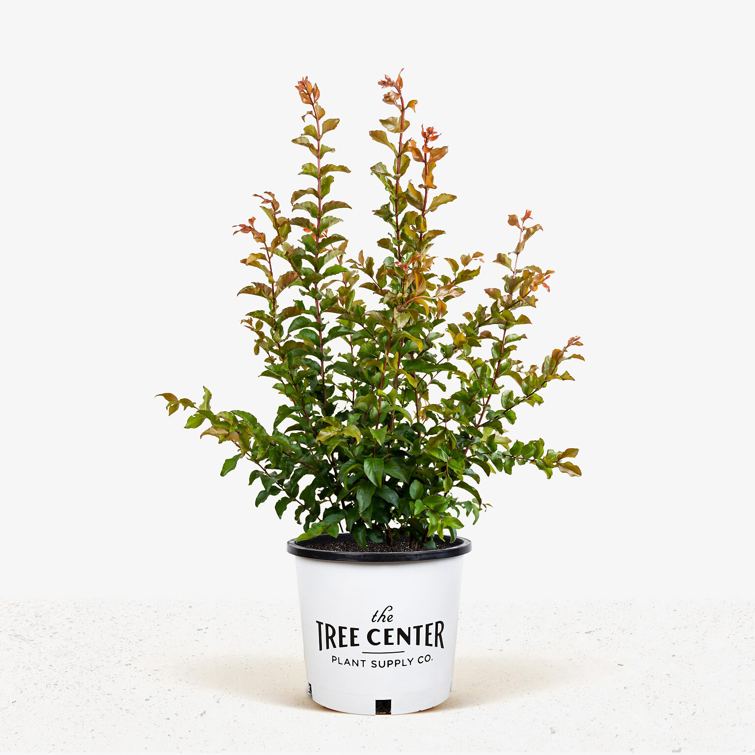 Buy Miss Francis Crape Myrtle Trees Online | The Tree Center