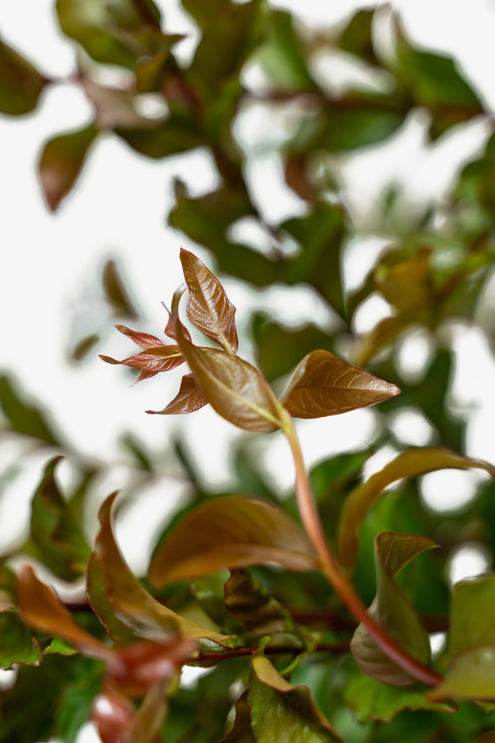 Buy Miss Francis Crape Myrtle Trees Online | The Tree Center