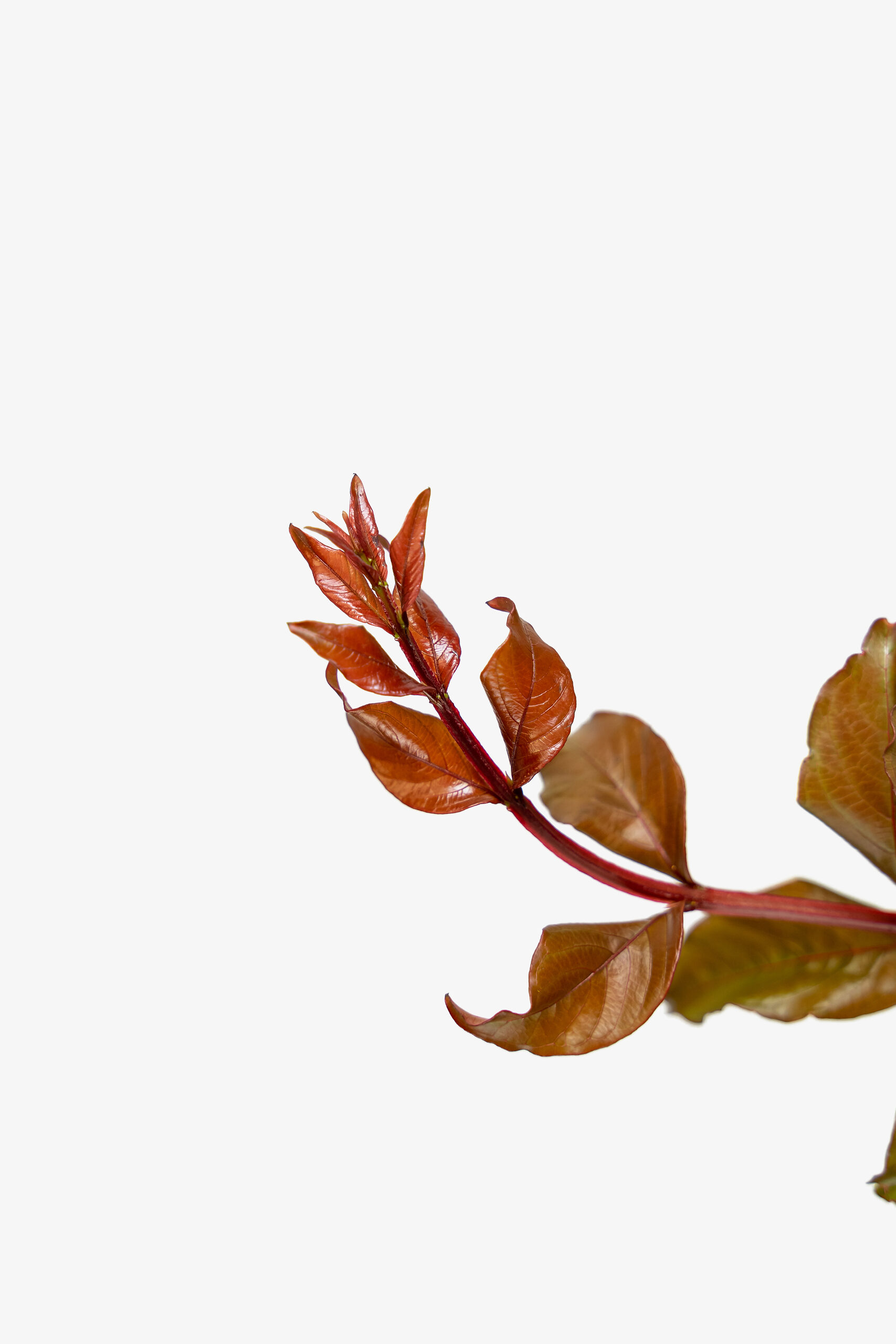 Buy Miss Francis Crape Myrtle Trees Online | The Tree Center