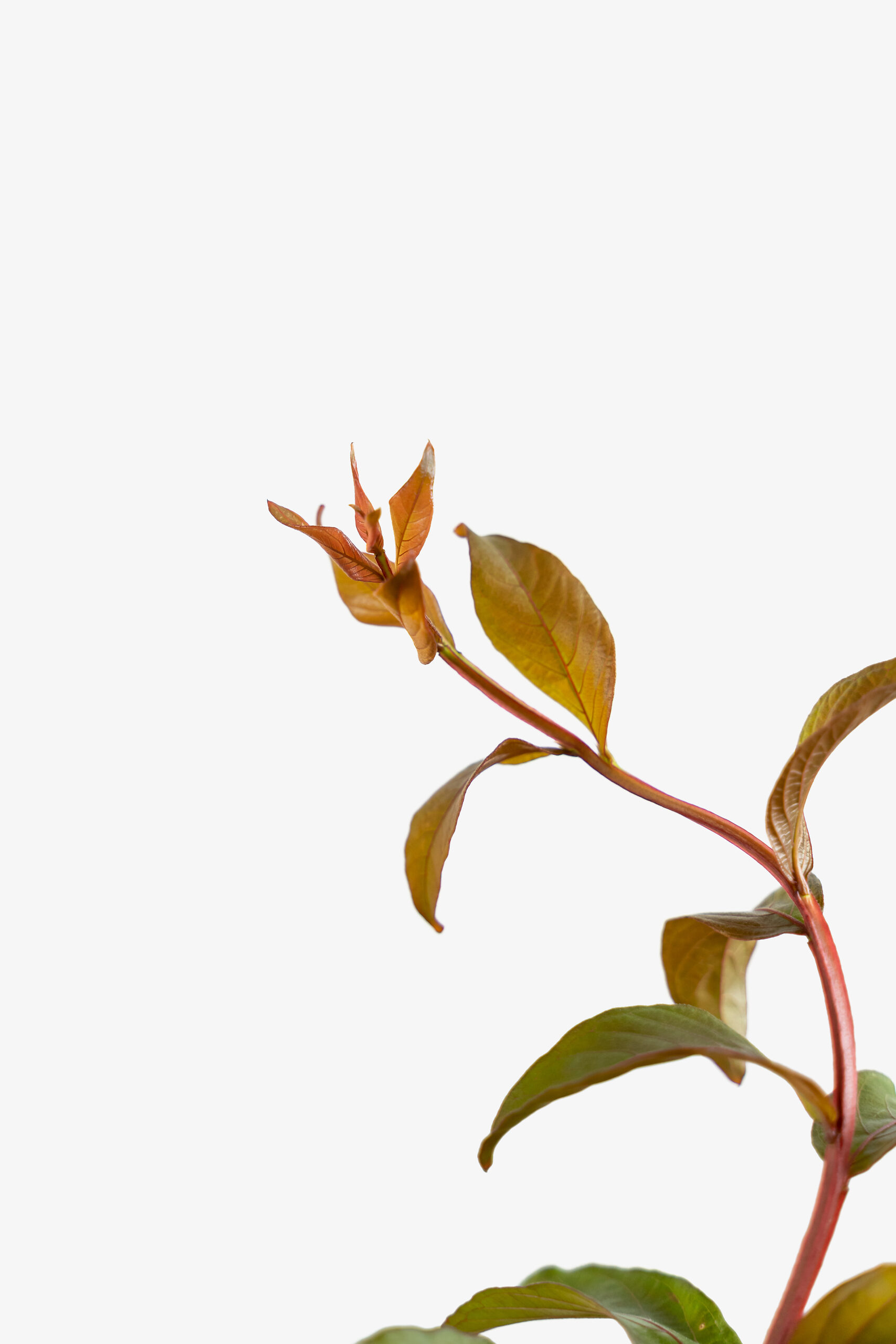 Buy Miss Francis Crape Myrtle Trees Online | The Tree Center