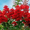 Buy Miss Francis Crape Myrtle Trees Online | The Tree Center