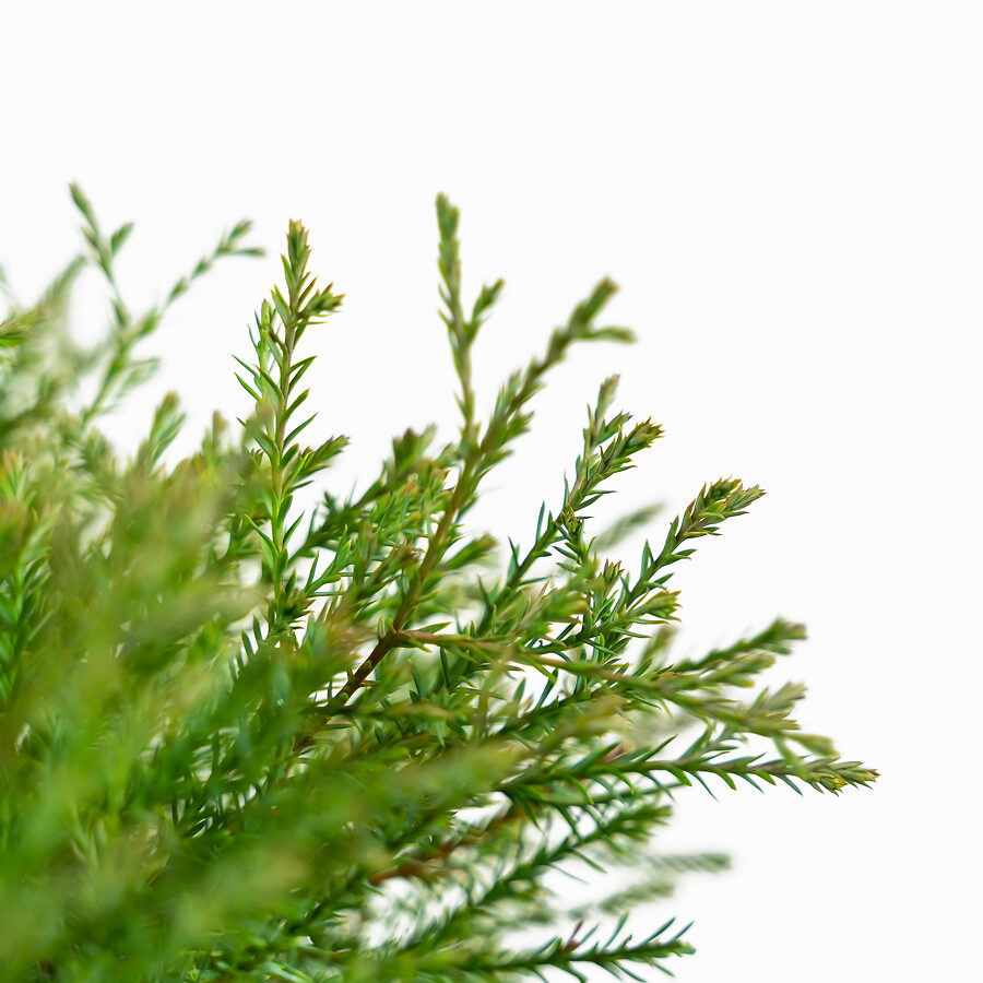 Mr. Bowling Ball Arborvitae Shrubs For Sale | The Tree Center