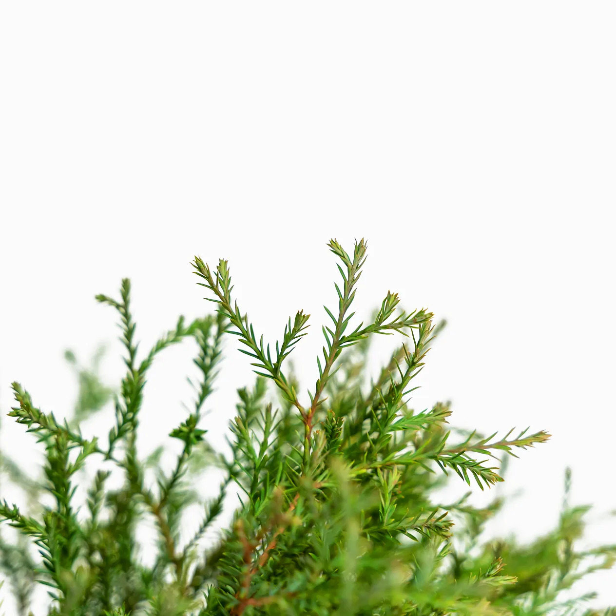 Mr. Bowling Ball Arborvitae Shrubs For Sale | The Tree Center