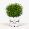 Mr. Bowling Ball Arborvitae Shrubs For Sale | The Tree Center