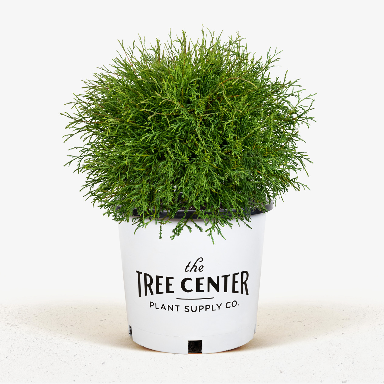 Mr. Bowling Ball Arborvitae Shrubs For Sale | The Tree Center