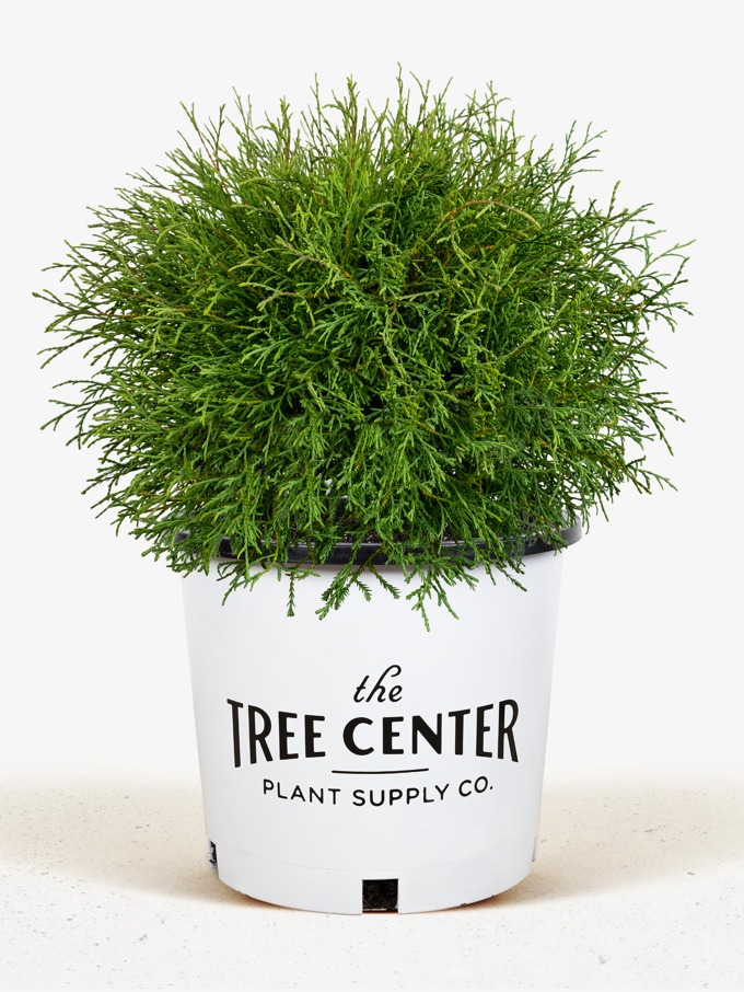 Dwarf Evergreen Trees For Sale Online | The Tree Center