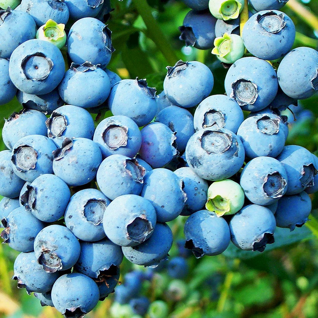 Buy Powder Blue Blueberry Bushes Online | The Tree Center