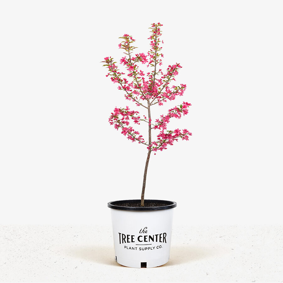 Buy Prairie Fire Crab Apple Trees Online | The Tree Center