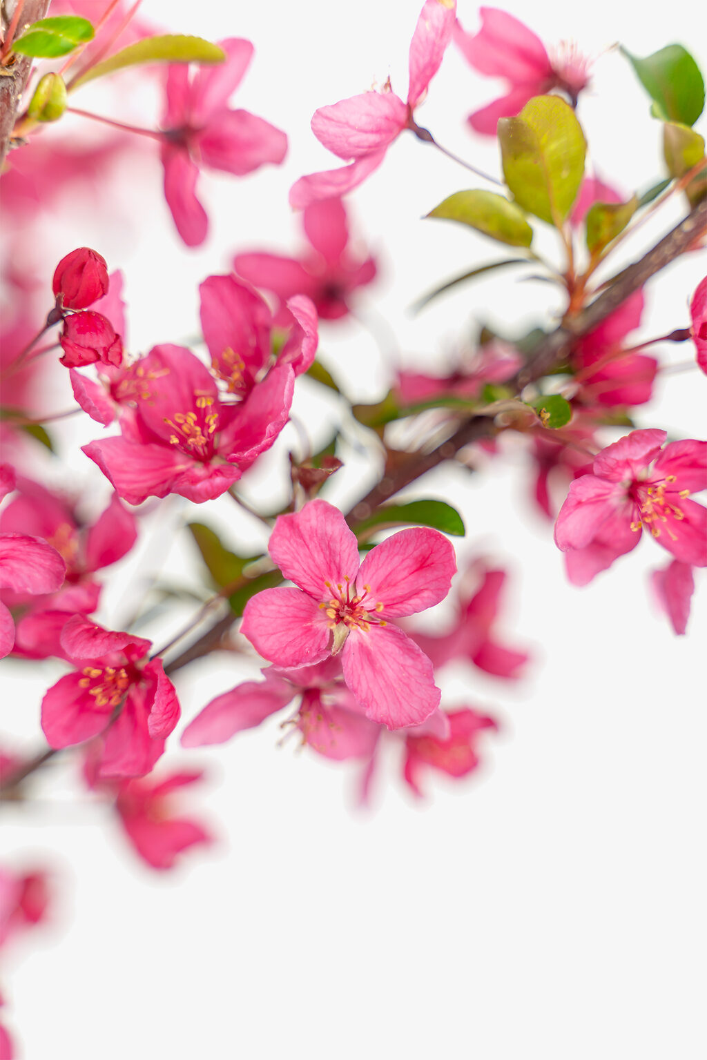 Buy Prairie Fire Crab Apple Trees Online | The Tree Center