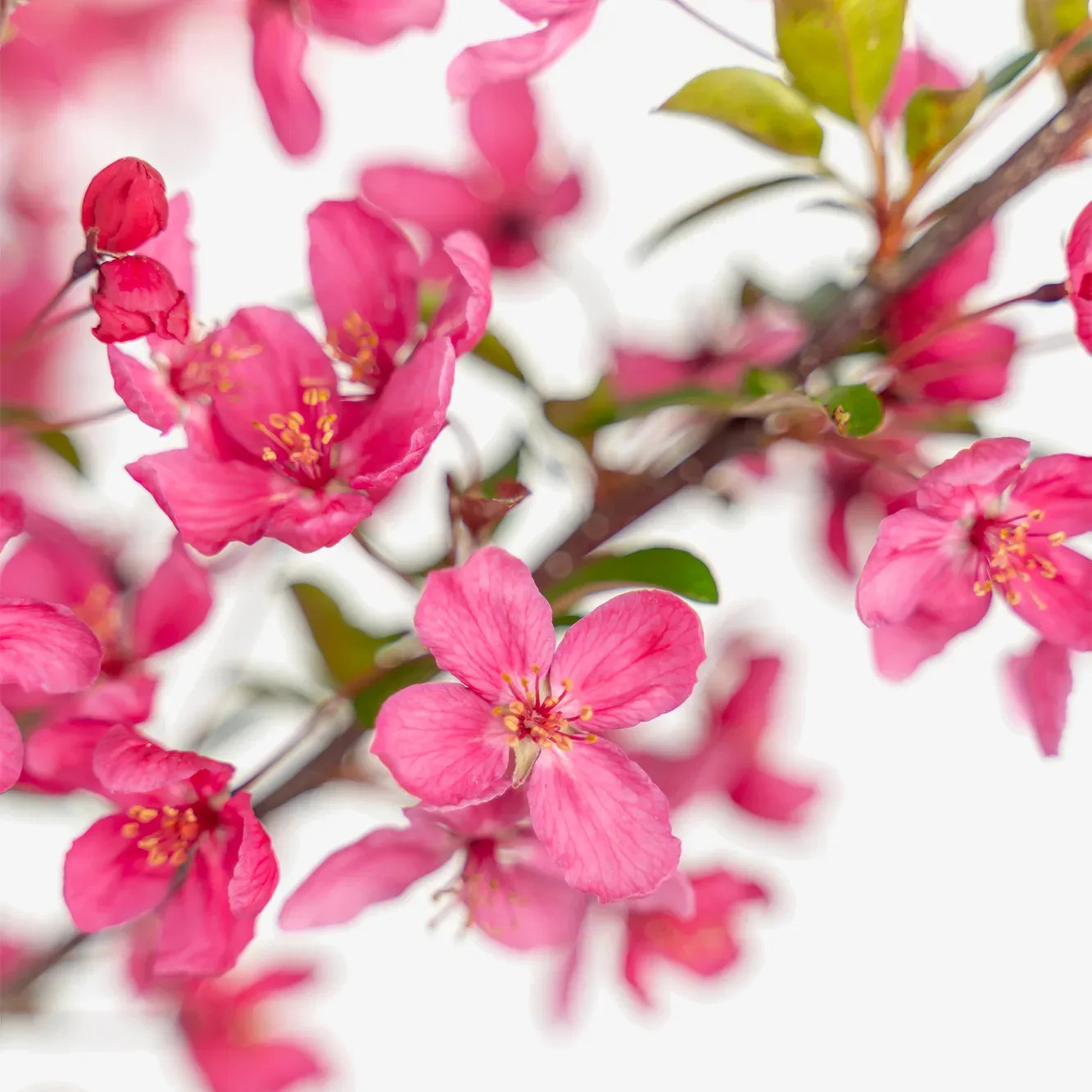 Buy Prairie Fire Crab Apple Trees Online | The Tree Center