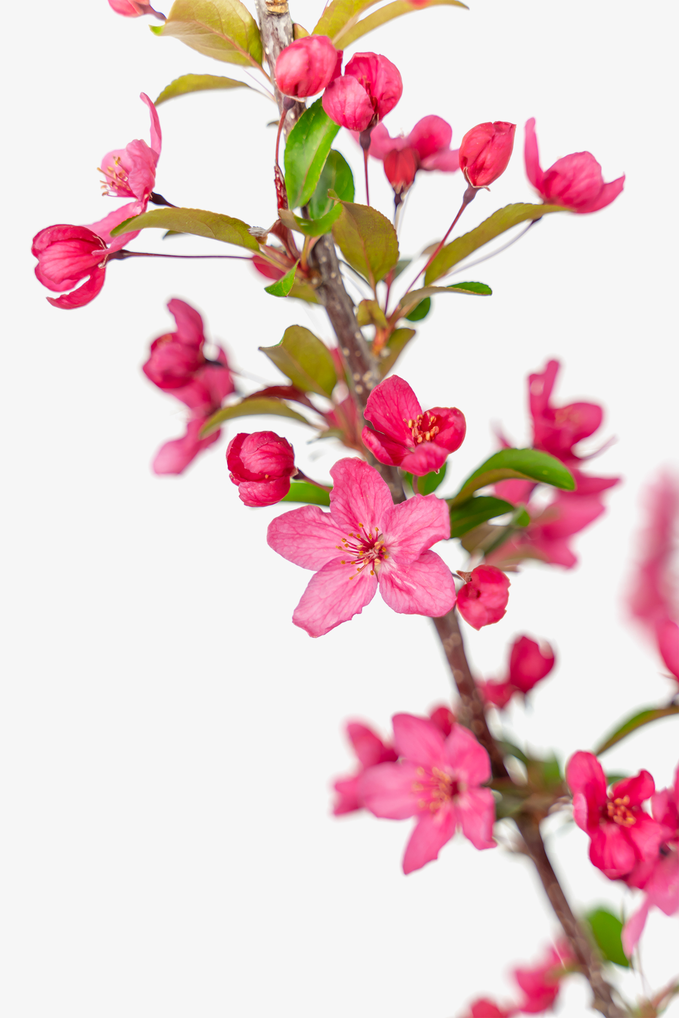 Buy Prairie Fire Crab Apple Trees Online | The Tree Center