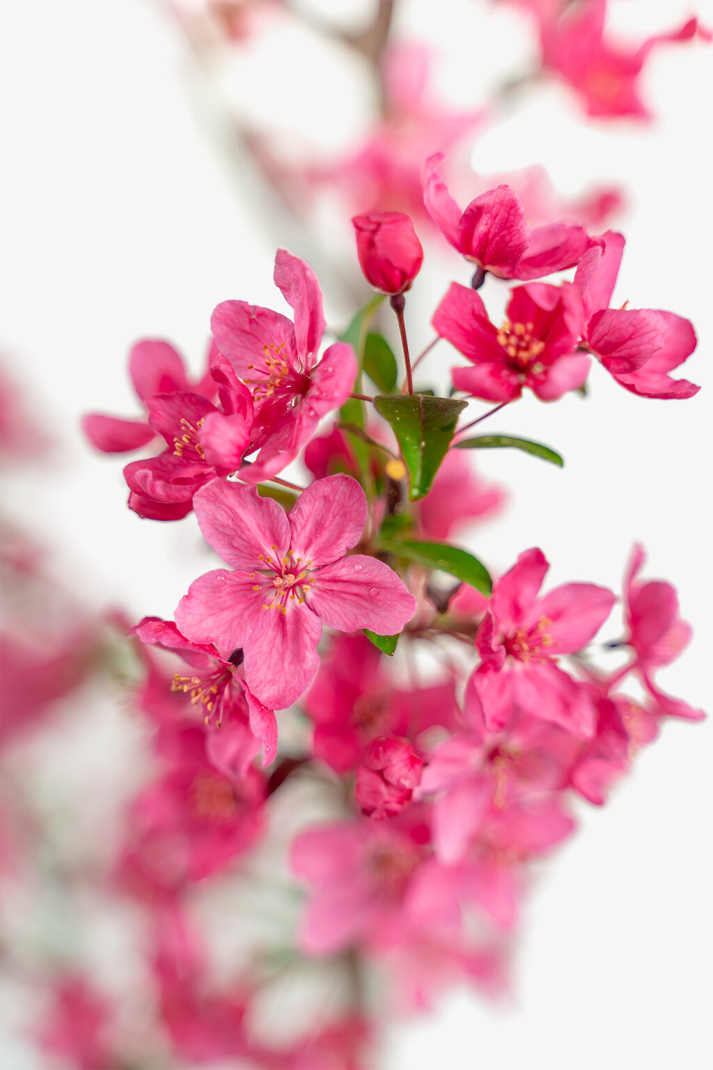Buy Prairie Fire Crab Apple Trees Online | The Tree Center