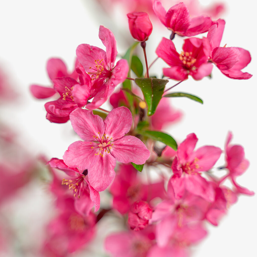 Buy Prairie Fire Crab Apple Trees Online | The Tree Center