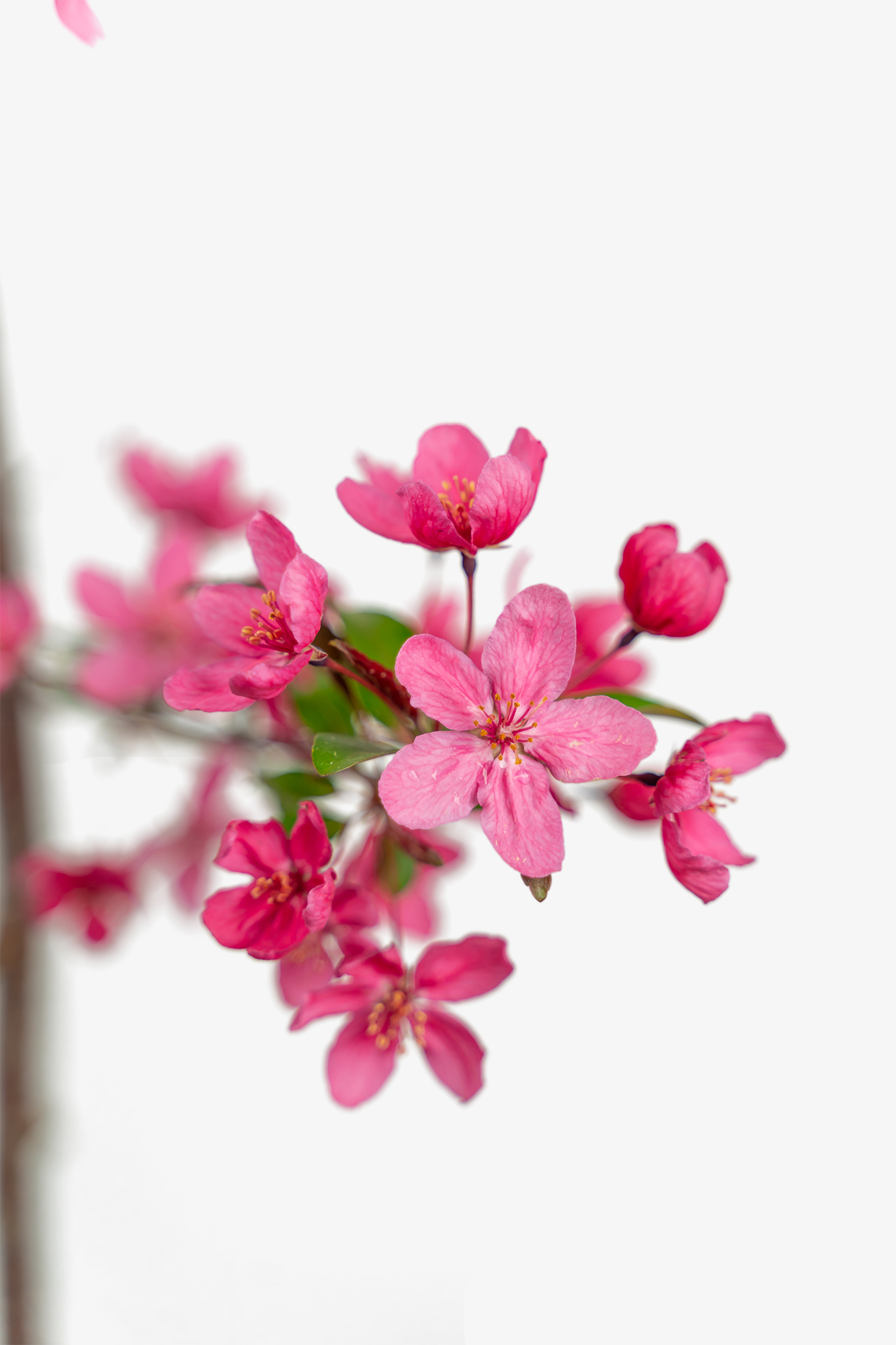 Buy Prairie Fire Crab Apple Trees Online | The Tree Center