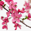 Buy Prairie Fire Crab Apple Trees Online | The Tree Center