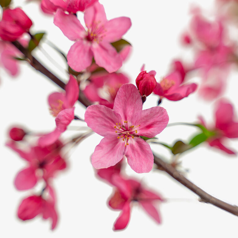 Buy Prairie Fire Crab Apple Trees Online | The Tree Center