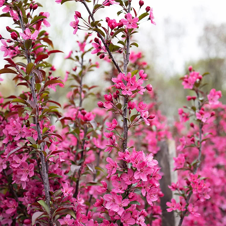 Buy Prairie Fire Crab Apple Trees Online | The Tree Center